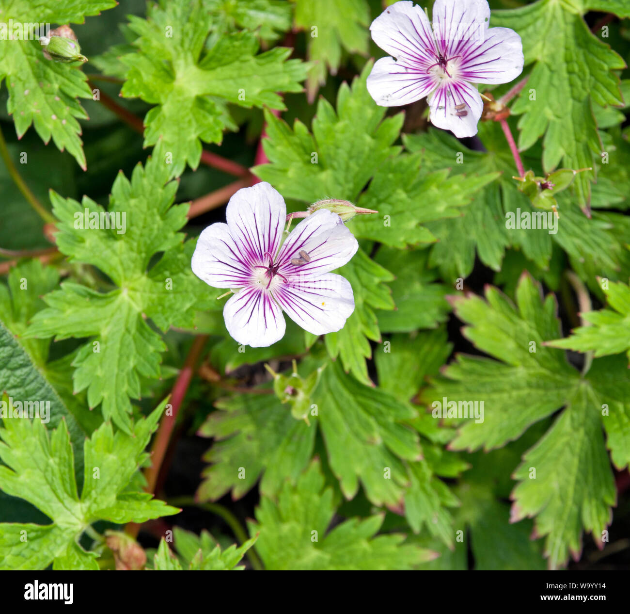 Geranium wallichianum ‘Crystal Lake’ Stock Photo - Alamy