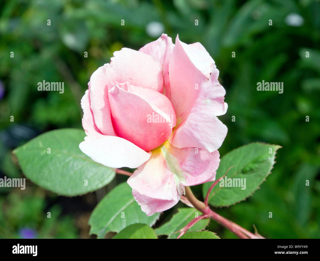 Rose Brother Cadfael Stock Photo - Alamy