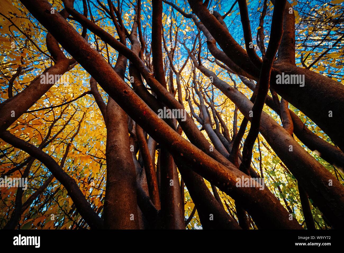 Low angle shot of tall tree branches with yellow leaves at daytime ...