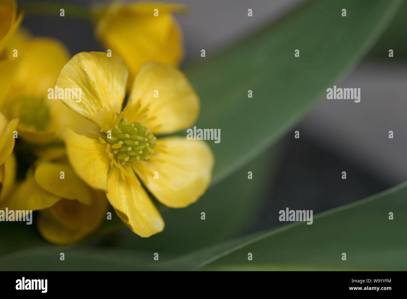 Buttercup Botanical Illustration High Resolution Stock Photography and ...