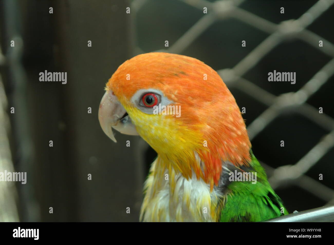 Bird eating fruit hi-res stock photography and images - Alamy