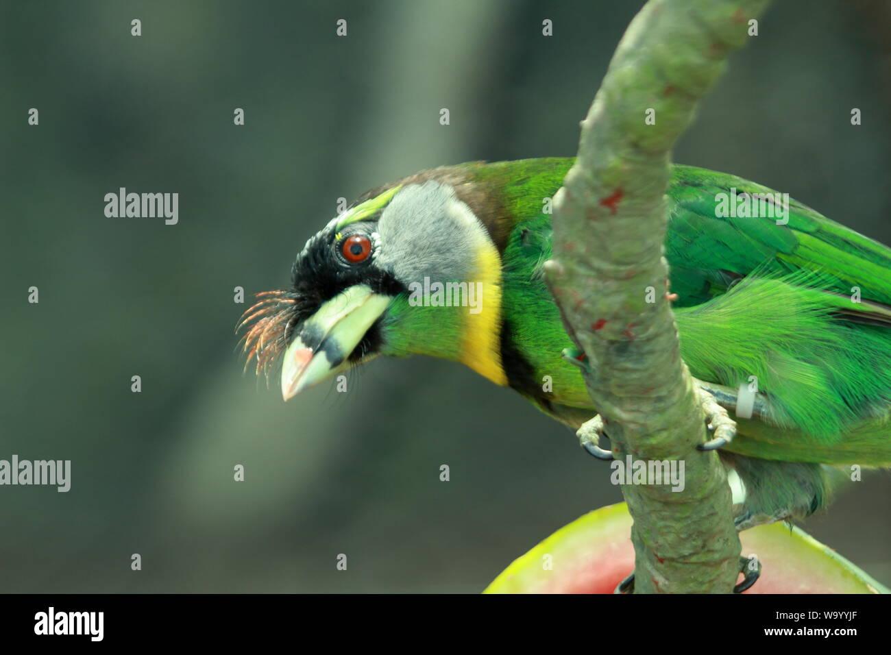 Bird eating fruit hi-res stock photography and images - Alamy