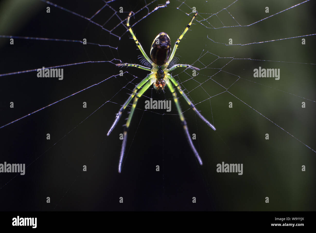 Leaf spider china hi-res stock photography and images - Alamy