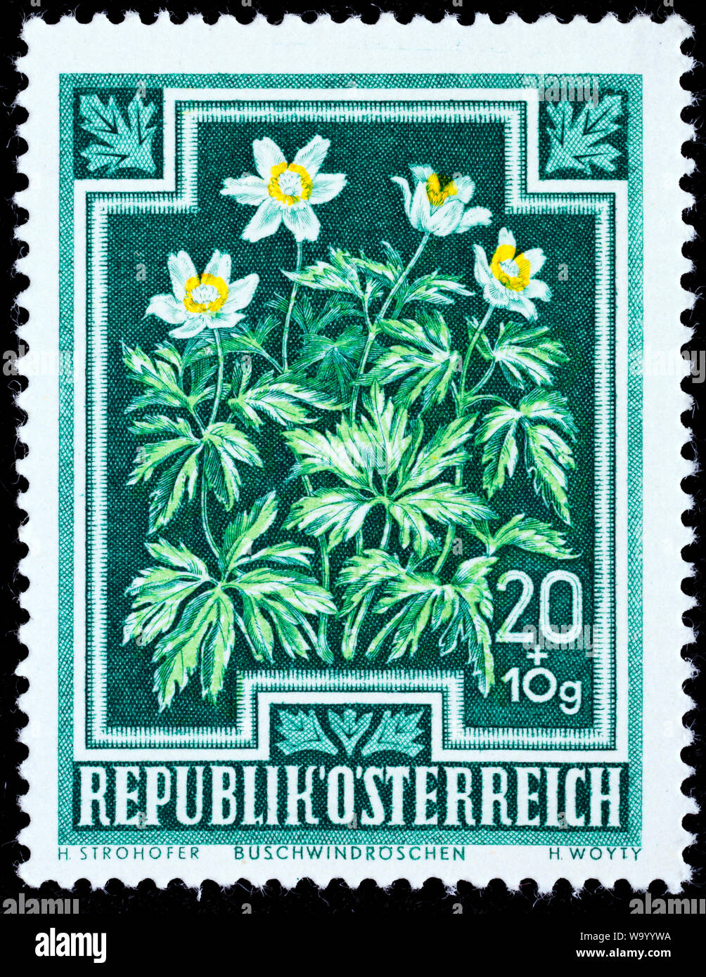 European Wood Anemone, Anemone nemorosa, postage stamp, Austria, 1948 ...