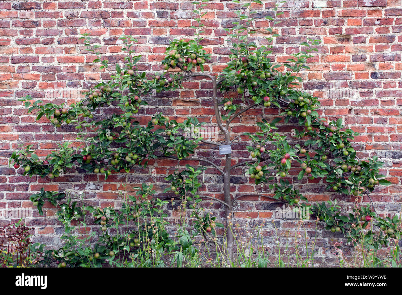Apple 'Worcester Pearmain' Stock Photo - Alamy