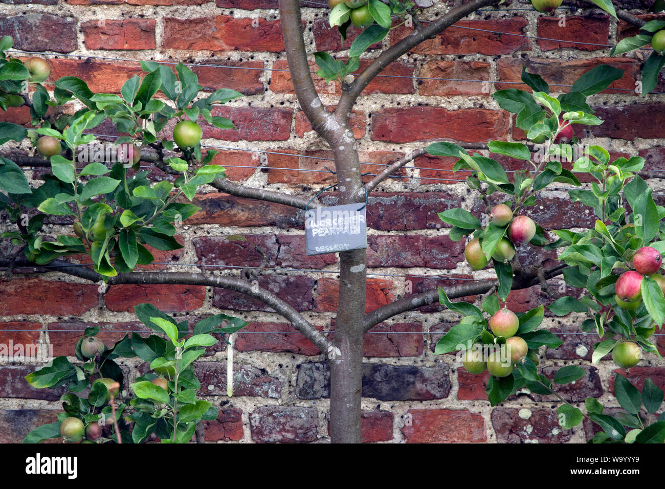 Apple 'Worcester Pearmain' Stock Photo - Alamy