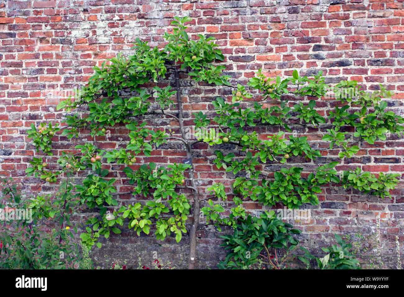 Helmsley walled garden apple hi-res stock photography and images - Alamy