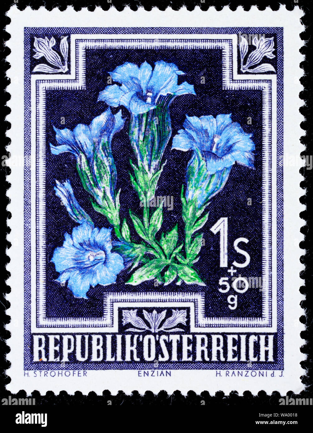 Trumpet Gentian, Gentiana kochiana, postage stamp, Austria, 1948 Stock ...