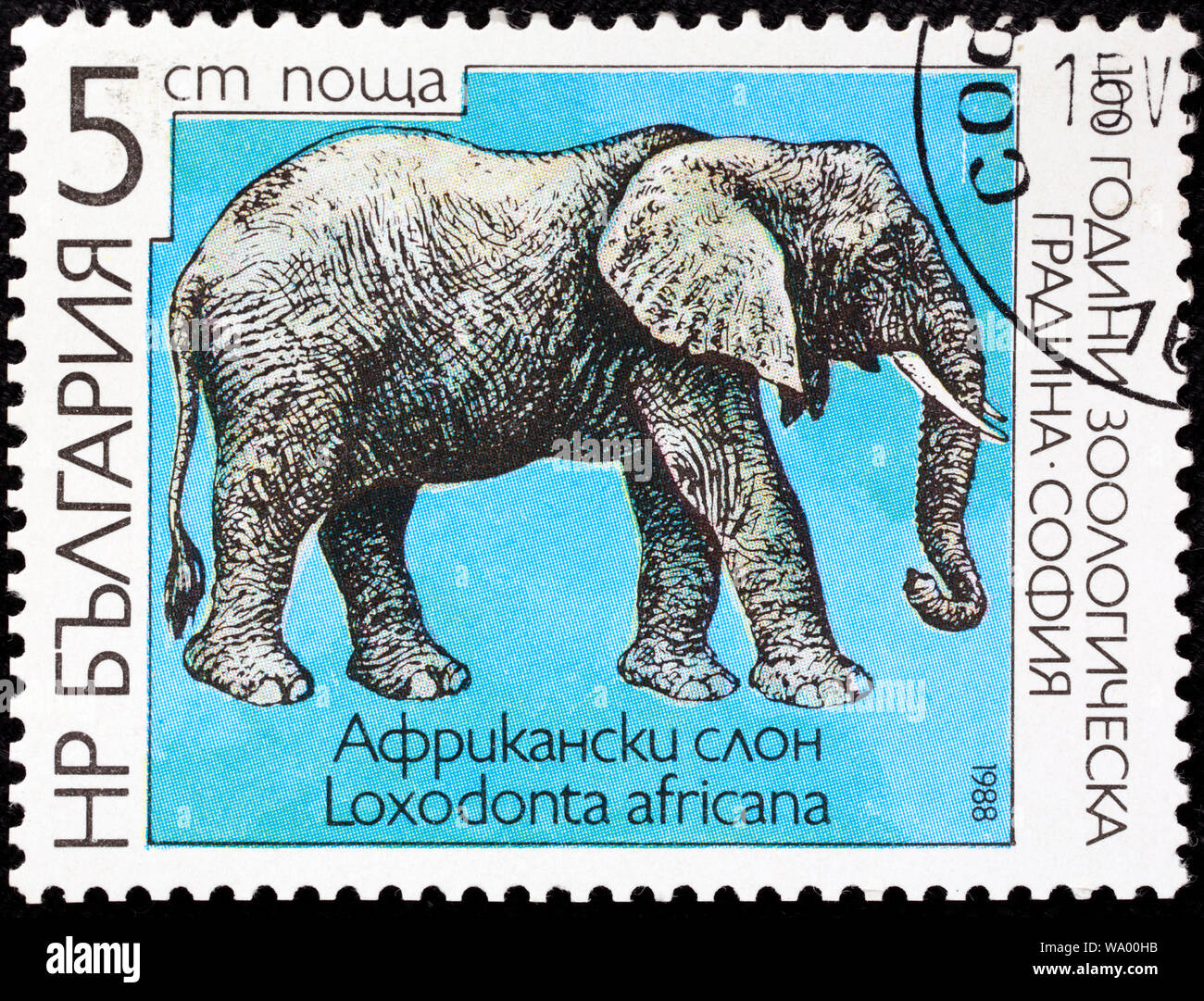 African elephant, loxodonta africana, postage stamp, Bulgaria, 1988 ...