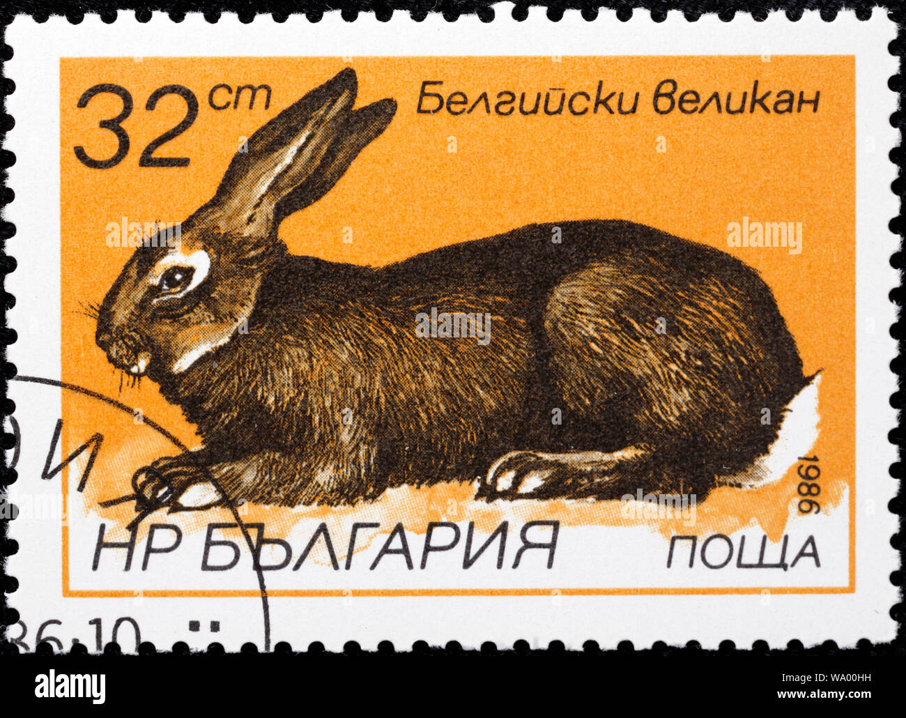 Belgian Giant, Oryctolagus cuniculus, postage stamp, Bulgaria, 1986 ...