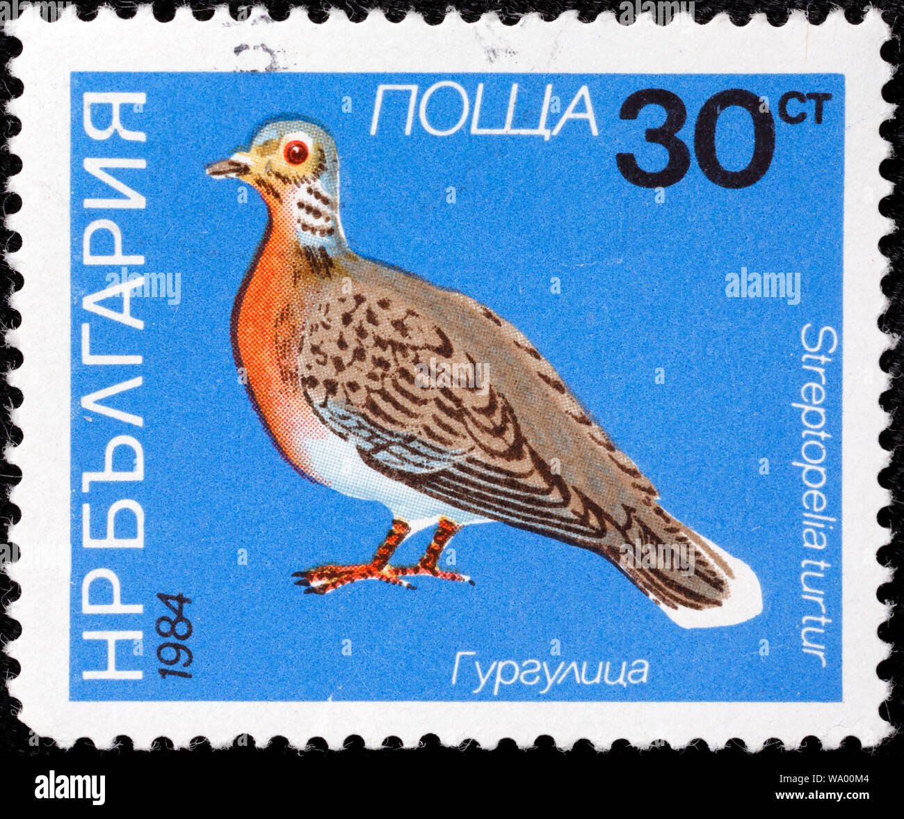 Turtle Dove, Streptopelia turtur, postage stamp, Bulgaria, 1984 Stock ...