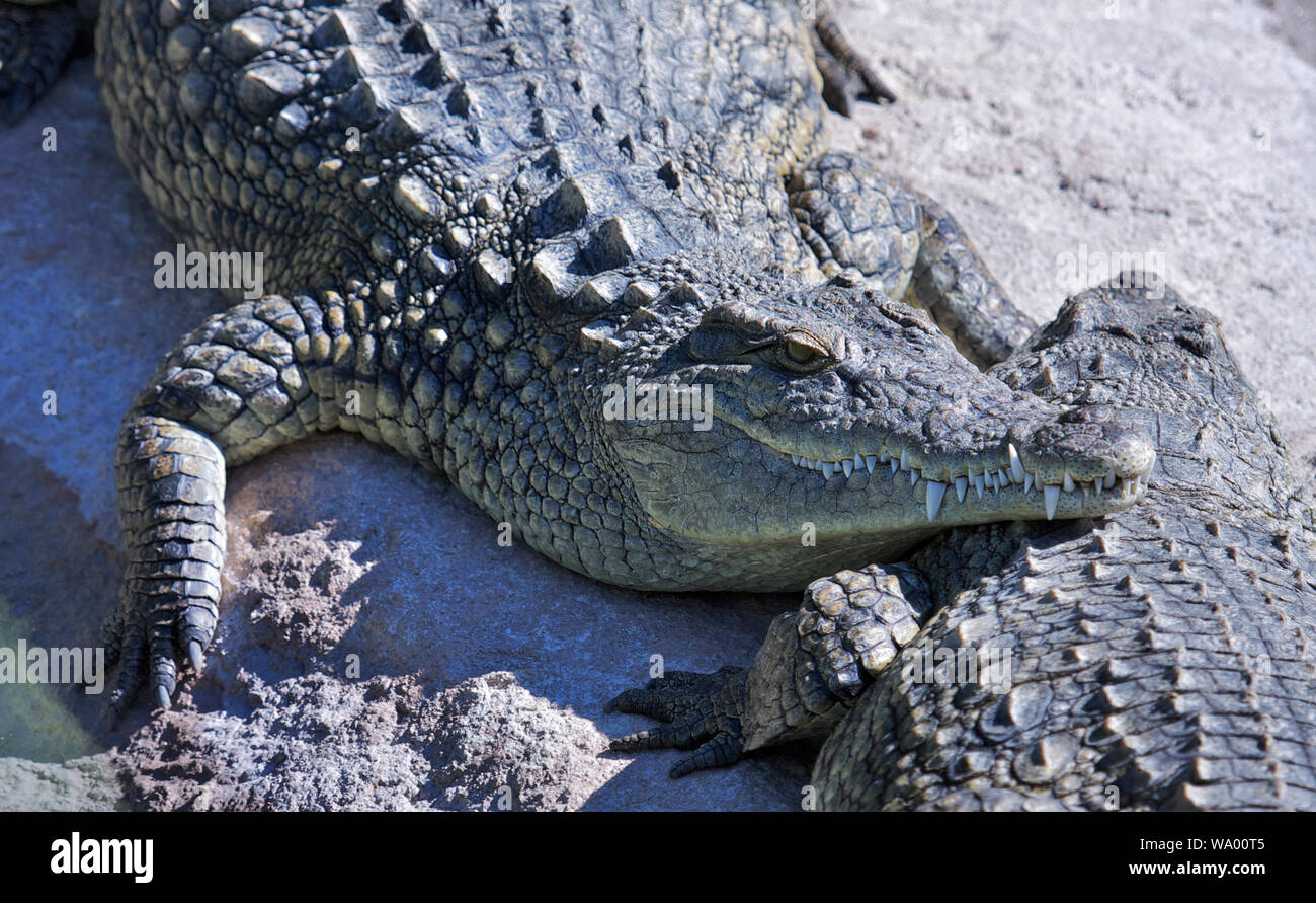 Crocodiles sunning themselves Stock Photo - Alamy