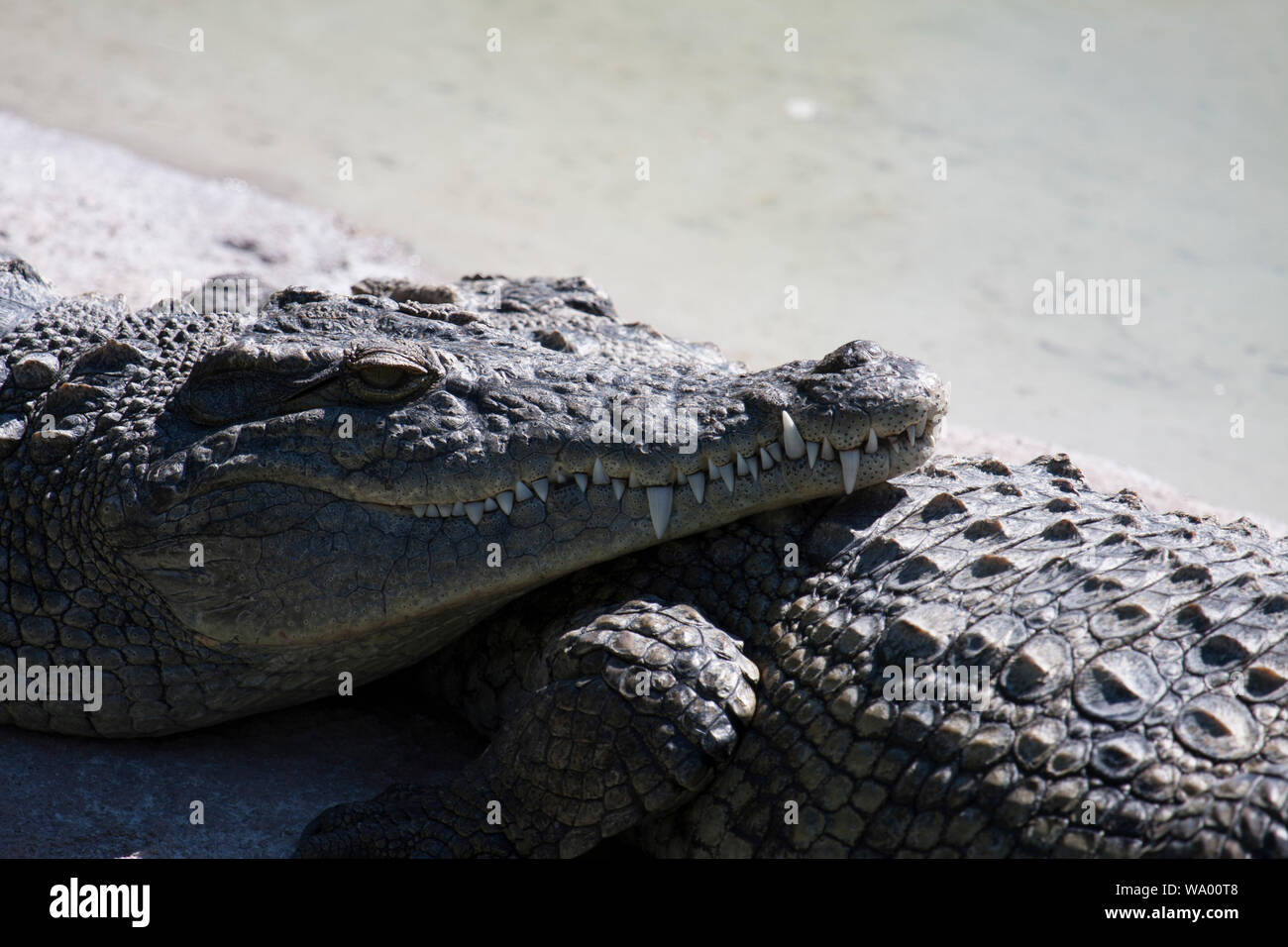 Crocodiles sunbathing hi-res stock photography and images - Alamy