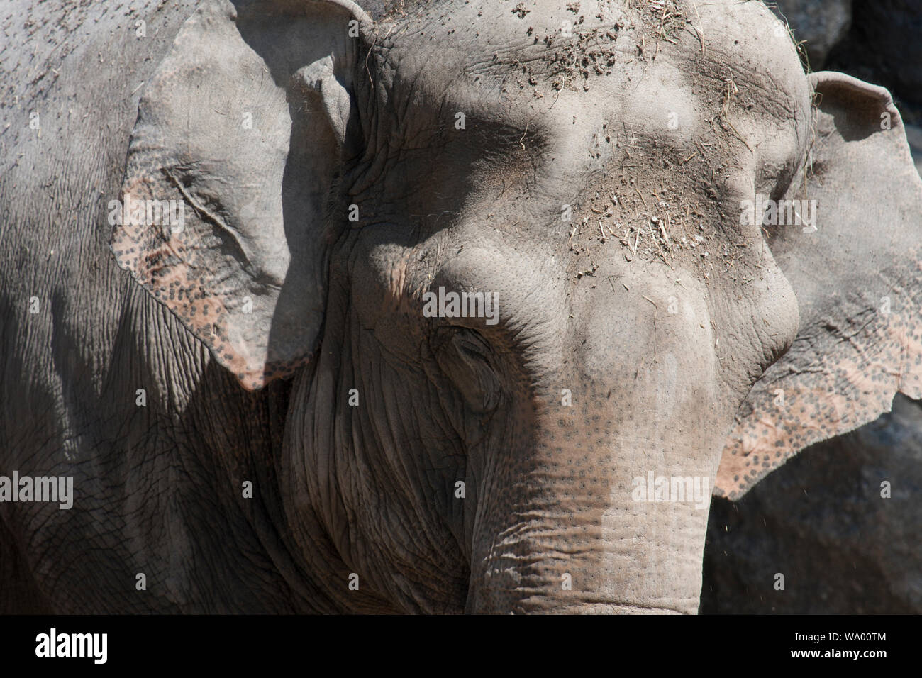 Elephants crane hi-res stock photography and images - Alamy