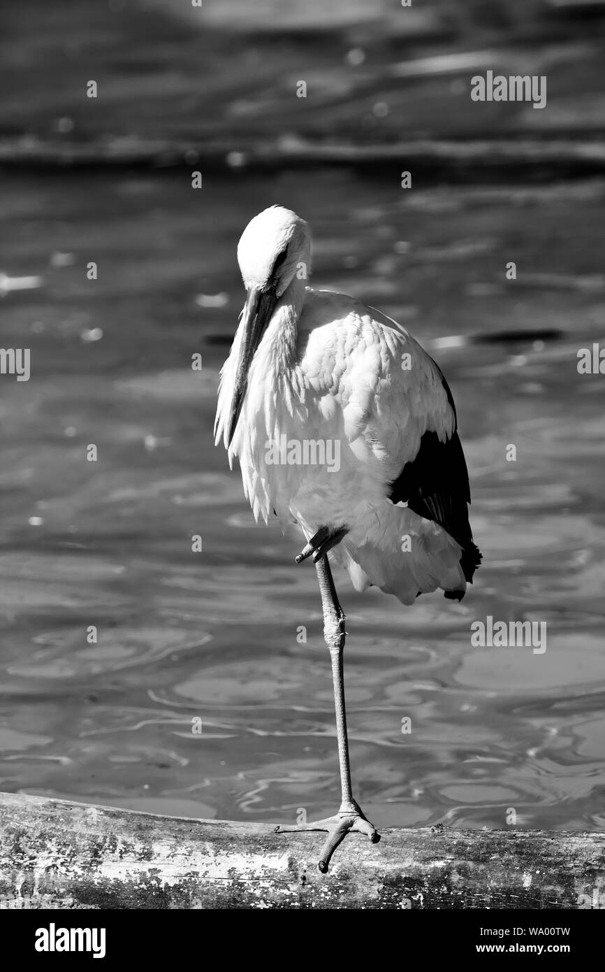 Standing on one leg Black and White Stock Photos & Images - Alamy