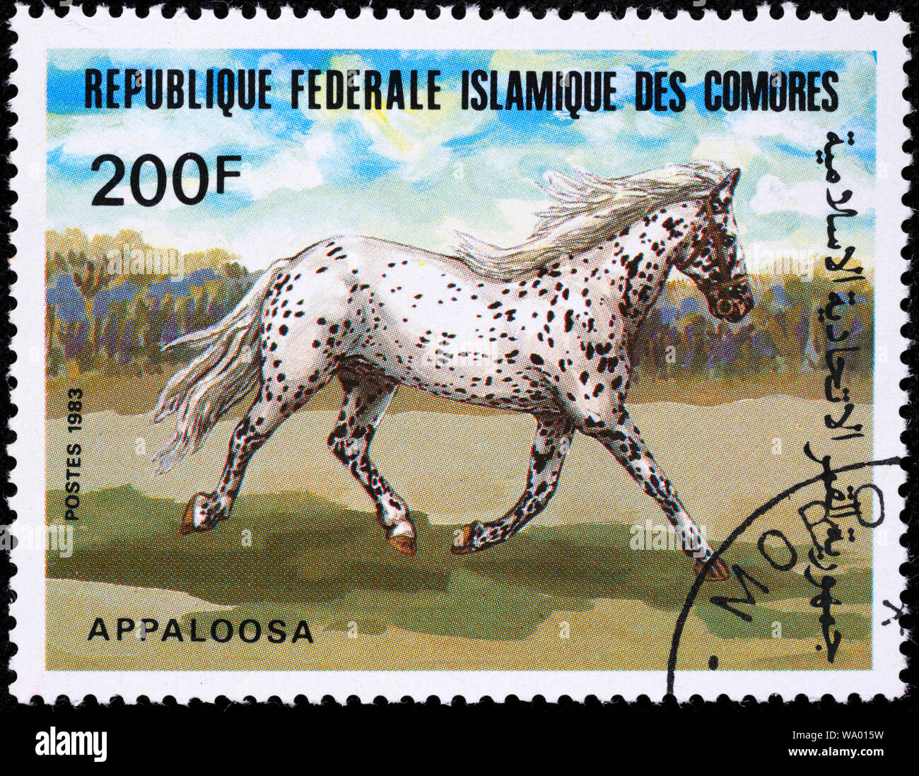Appaloosa horse, postage stamp, Comoros, 1983 Stock Photo - Alamy
