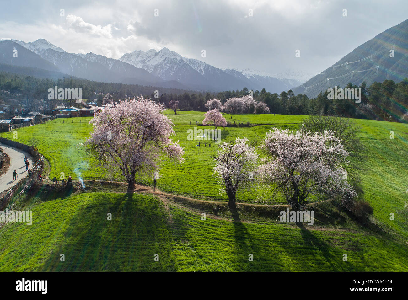Bome tibet forest hi-res stock photography and images - Alamy