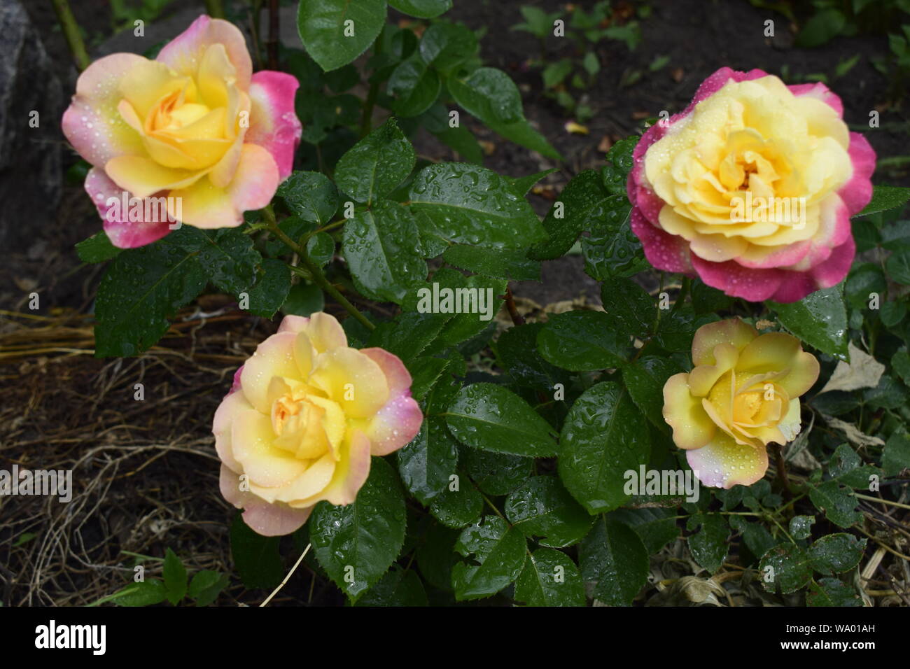 A Plant with colour changing roses. Multicolour roses with amazing ...