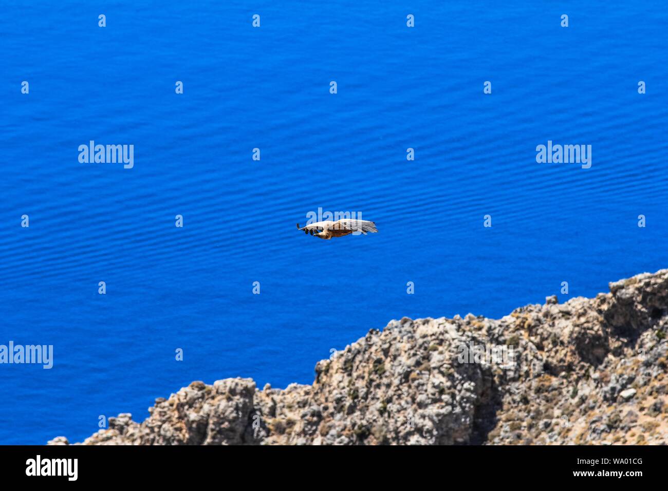 Birds soaring over a cliff hi-res stock photography and images - Alamy