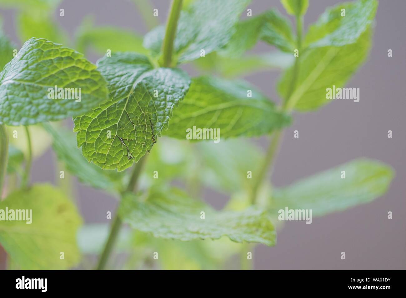 Beautiful natural leafy plant background or wallpaper - perfect for ...