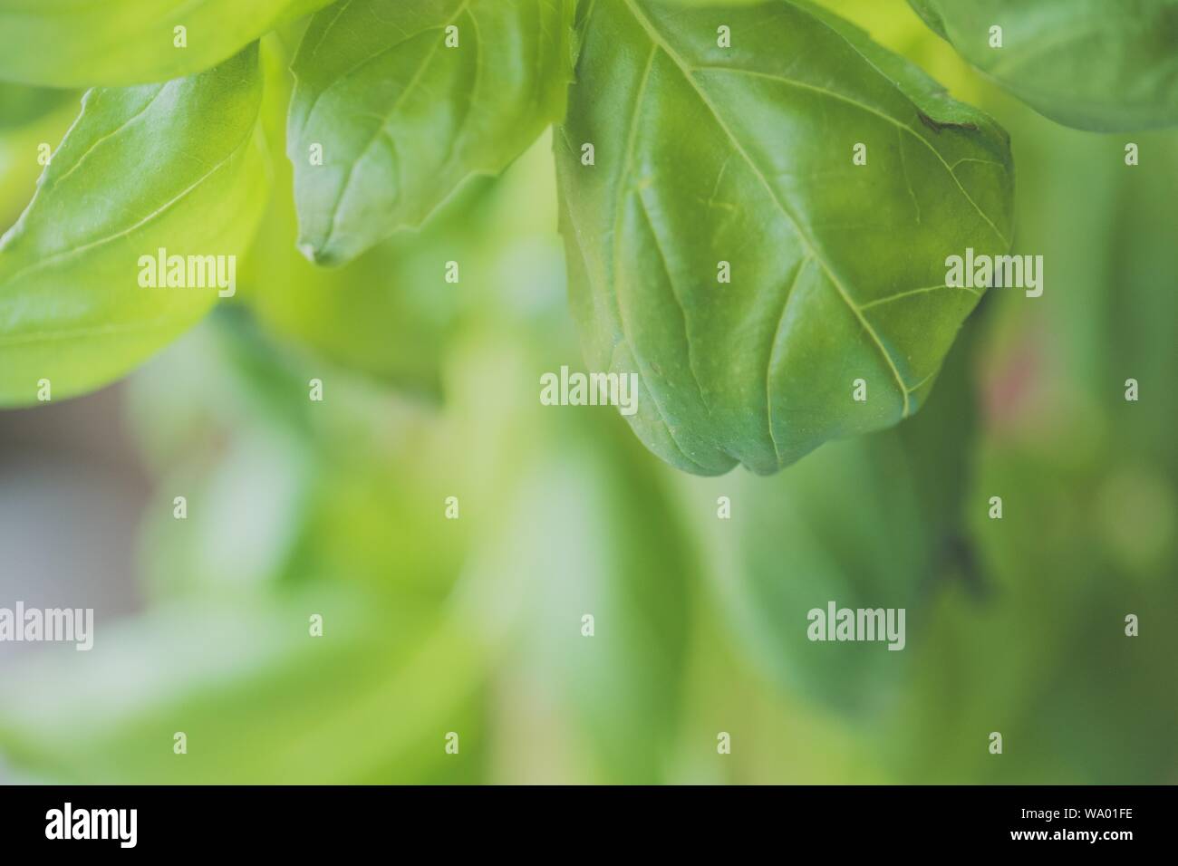 Beautiful natural leafy plant background or wallpaper - perfect for ...