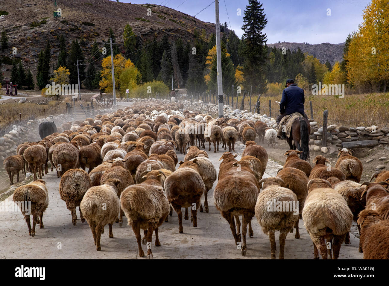Modern day herder hi-res stock photography and images - Alamy
