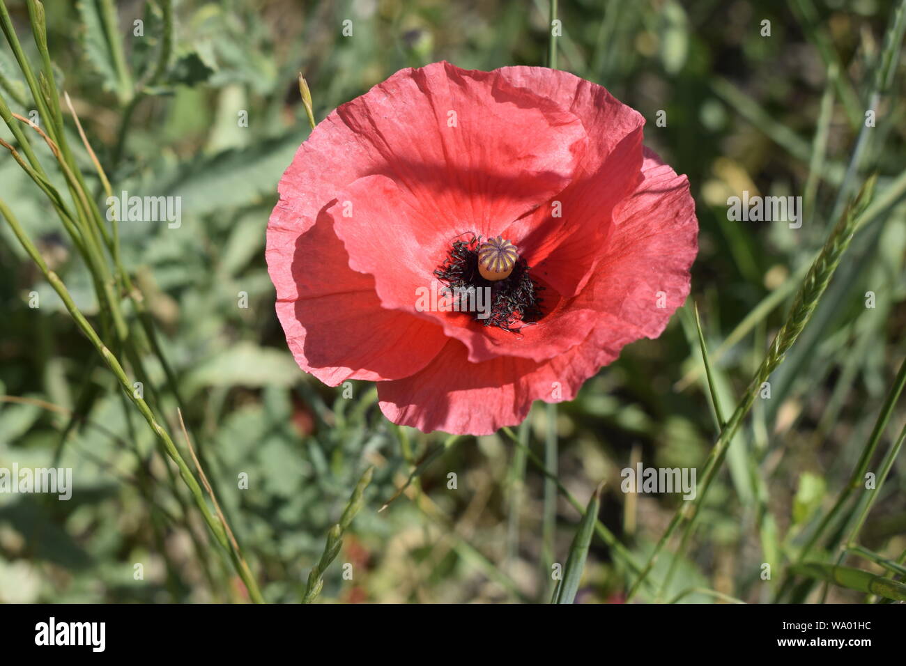 Red Blooming poppy flower. Wild flower of field with bright scarlet ...
