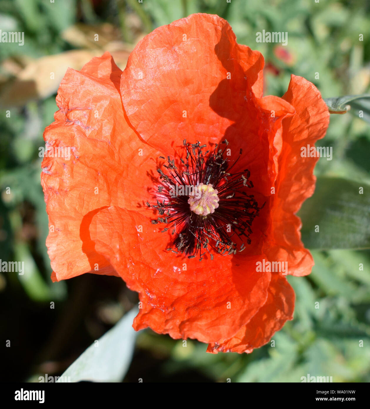 A red poppy flower in the foreground. Its center is dark and surrounded ...