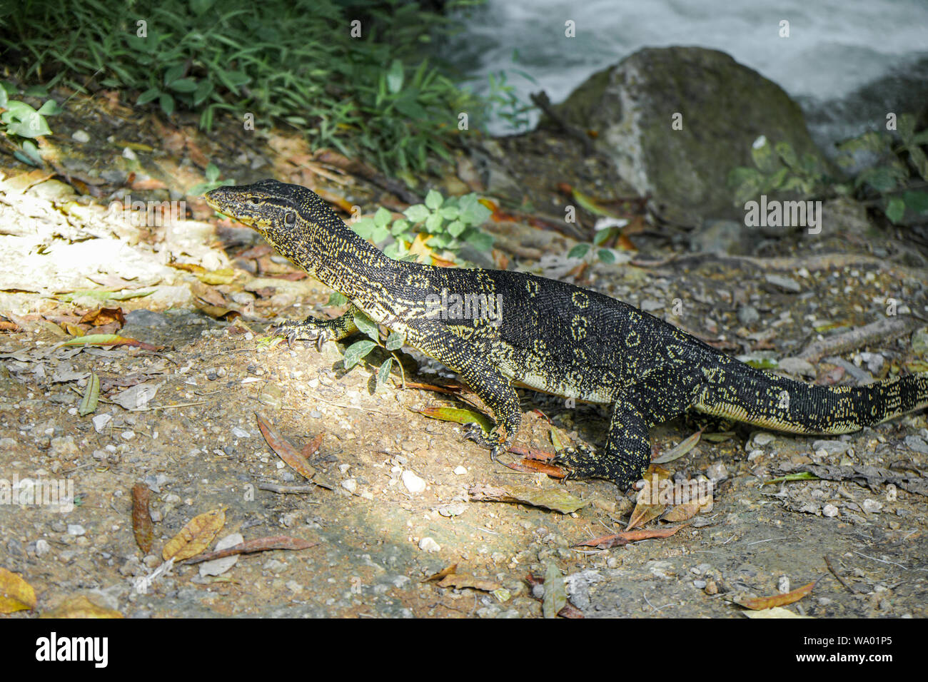 A Water Monitor found in West Thailand nearby the Erawan Nation Park ...