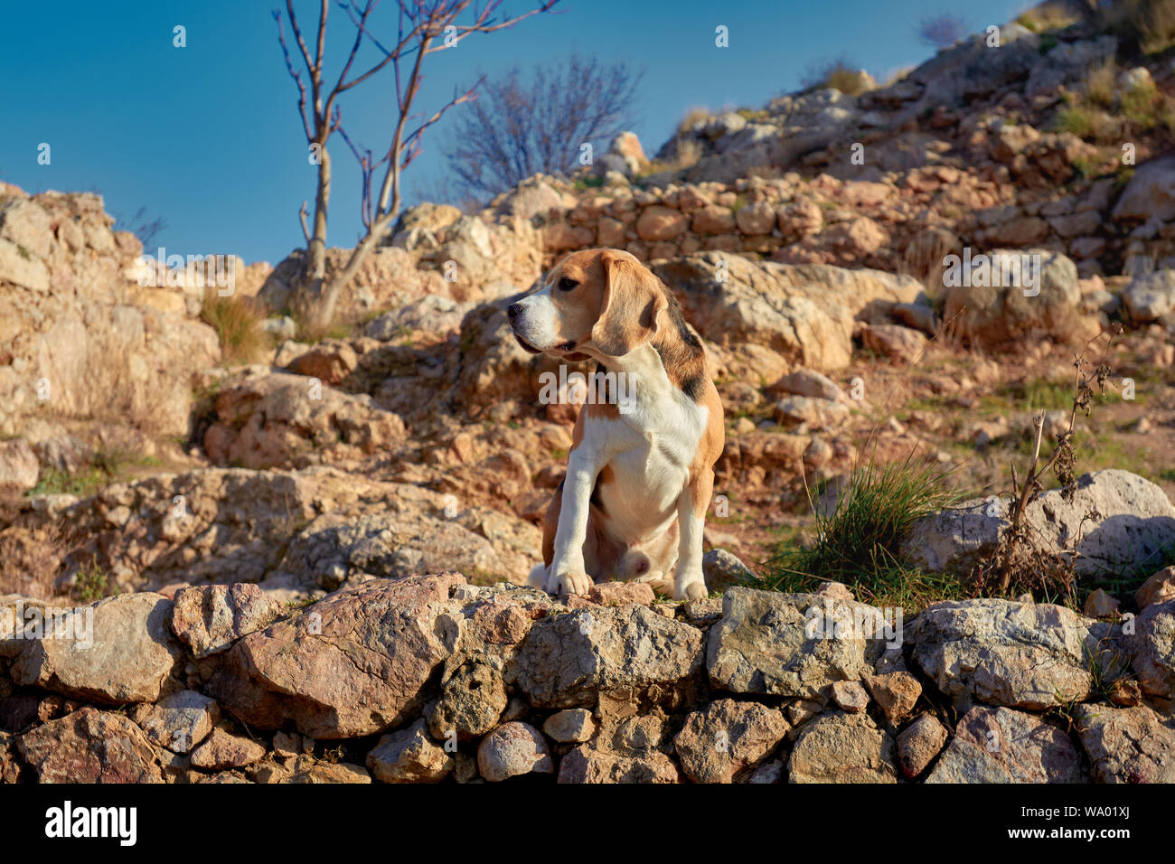 Portrait of beagle during beatiful sunset. Background with dog Stock ...
