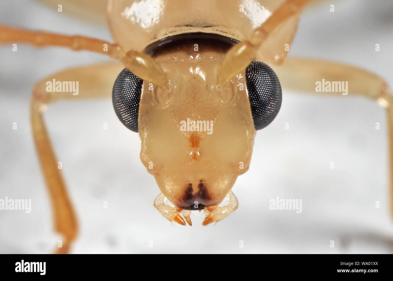 Macro Photography of Face of Beetle on White Floor Stock Photo - Alamy