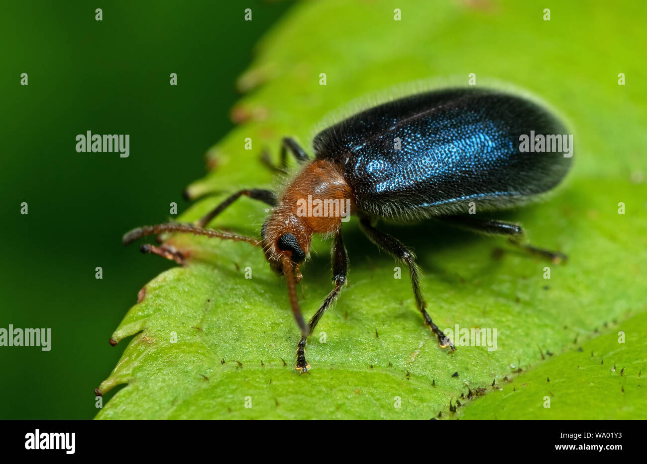Macro Photography of Blue Metallic Beetle on Green Leaf Stock Photo - Alamy