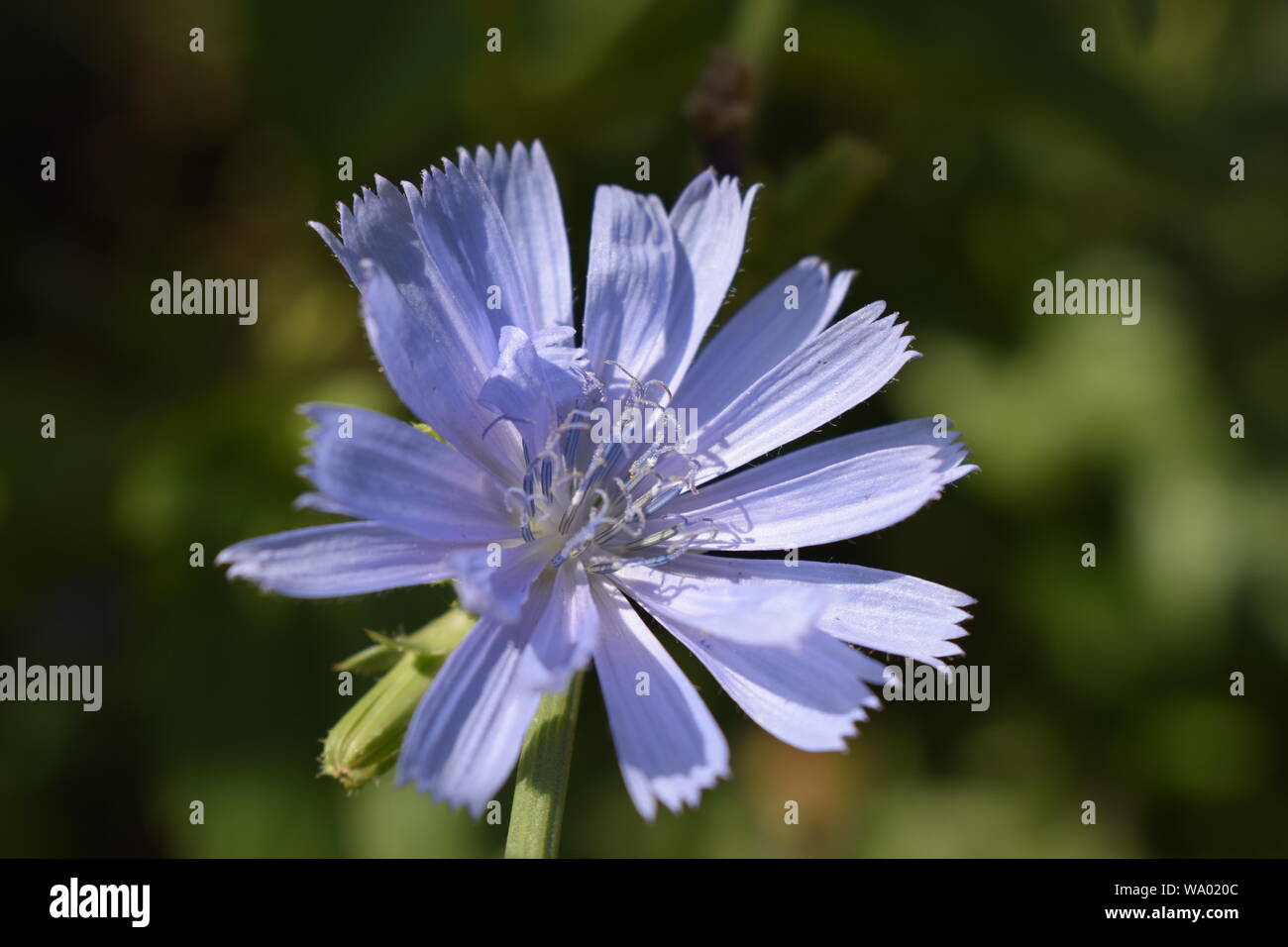 Common Chicory or Cichorium intybus flower blossoms commonly called ...