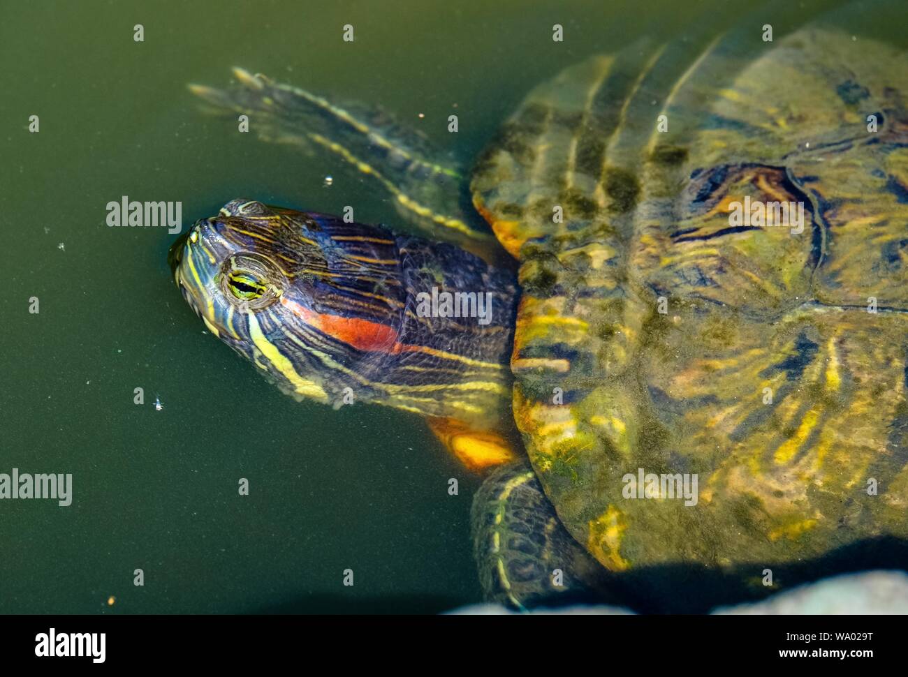 Overhead shot of a turtle in the water Stock Photo - Alamy