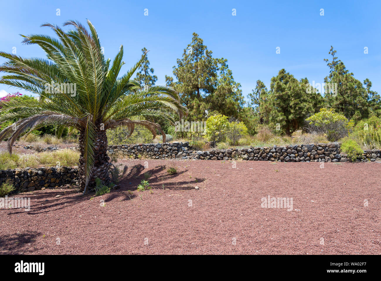 Phoenix canariensis palmera canaria hi-res stock photography and images ...
