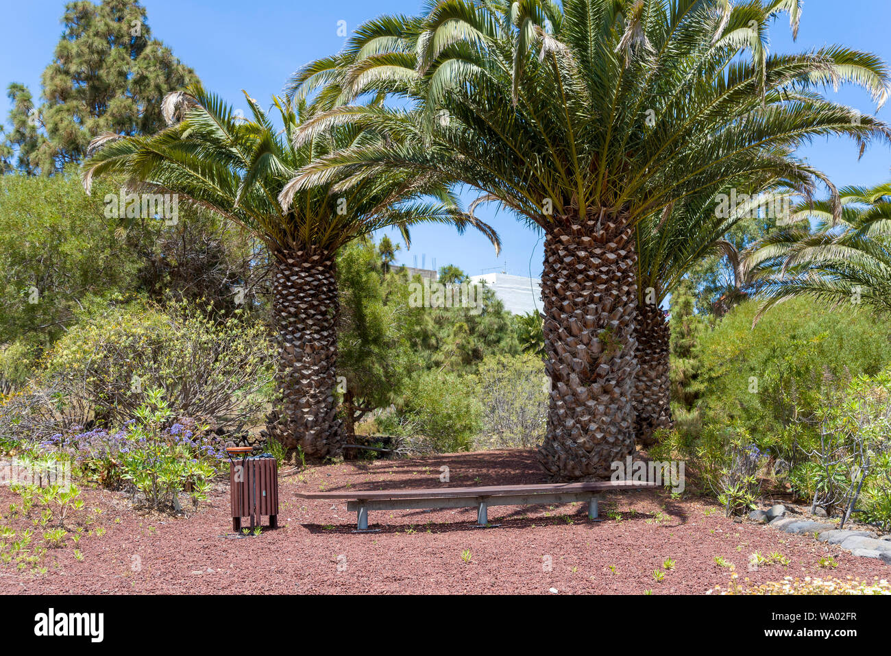 Canary Palm Phoenix canariensis is a species of flowering plant in the ...