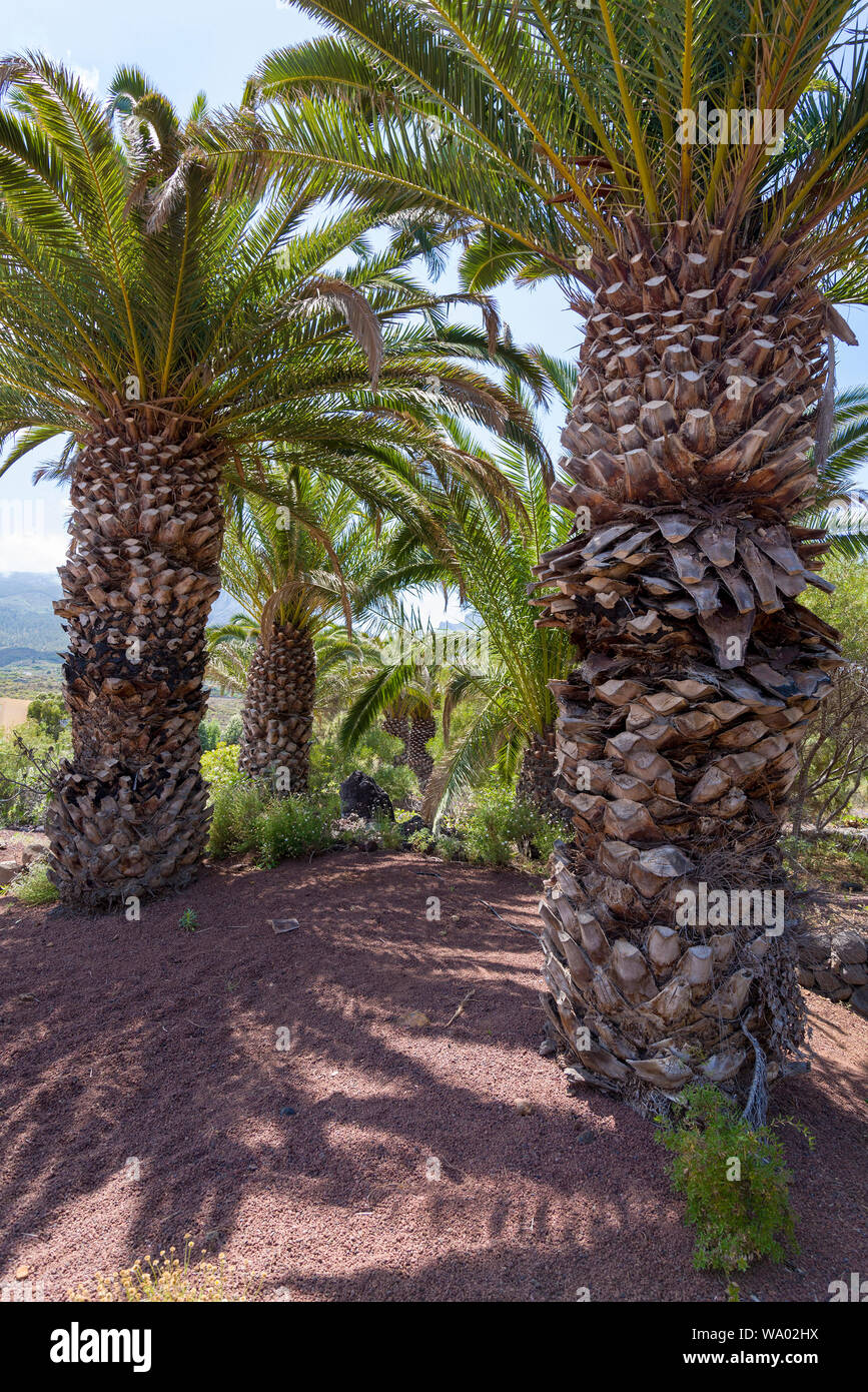 Canary Palm Phoenix canariensis is a species of flowering plant in the ...