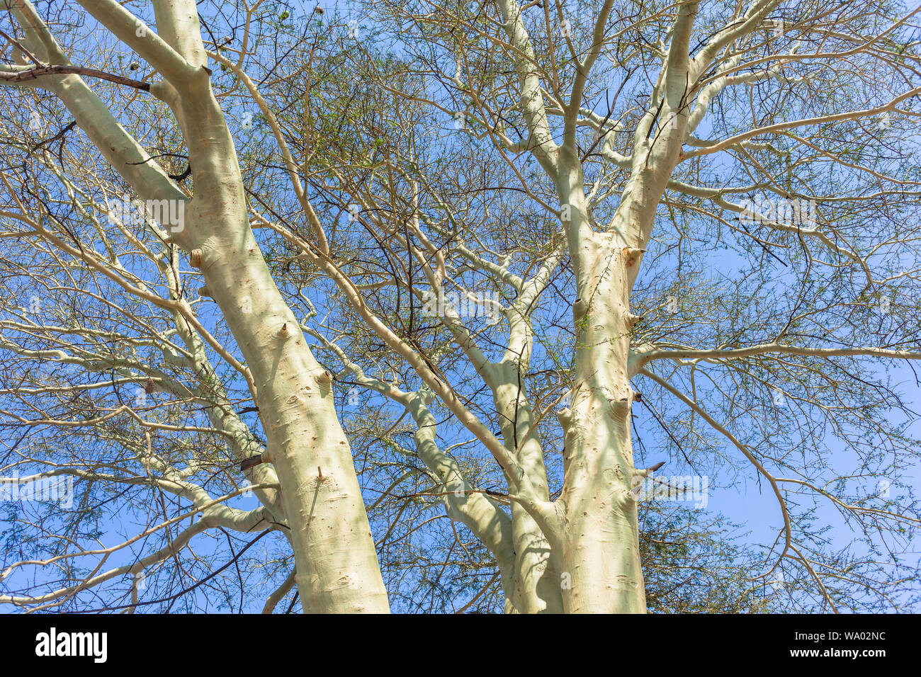 Large fever tree green color tints in trunk and branches in tropical ...