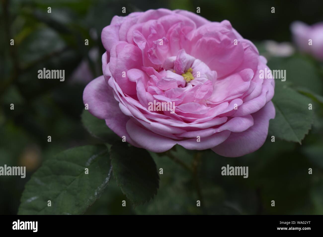 Pink Rose Garden. A bush of flowering pink roses. Natural background ...