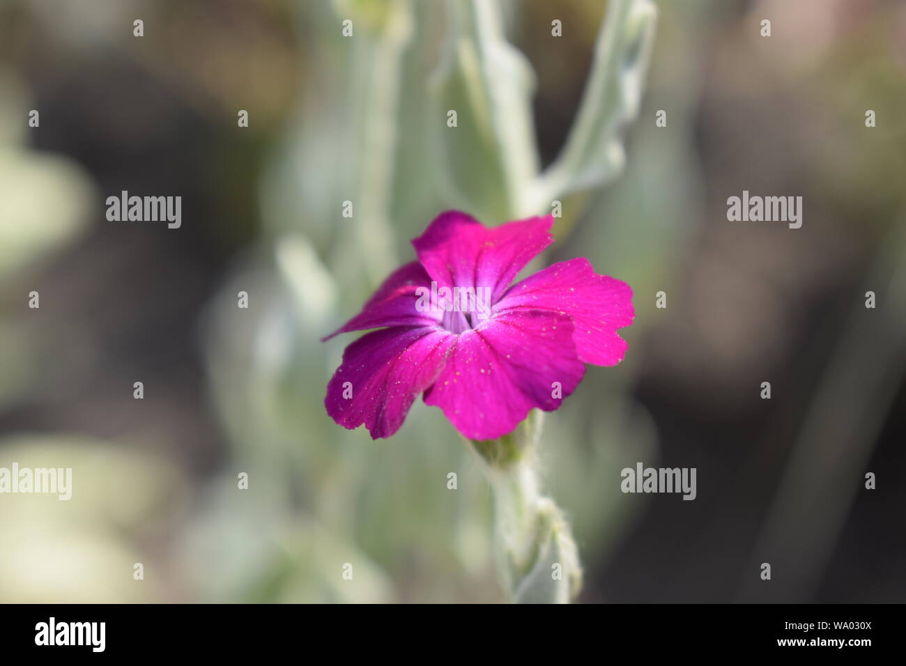 Carnation glory pink purple flower for alpine hills in garden ...