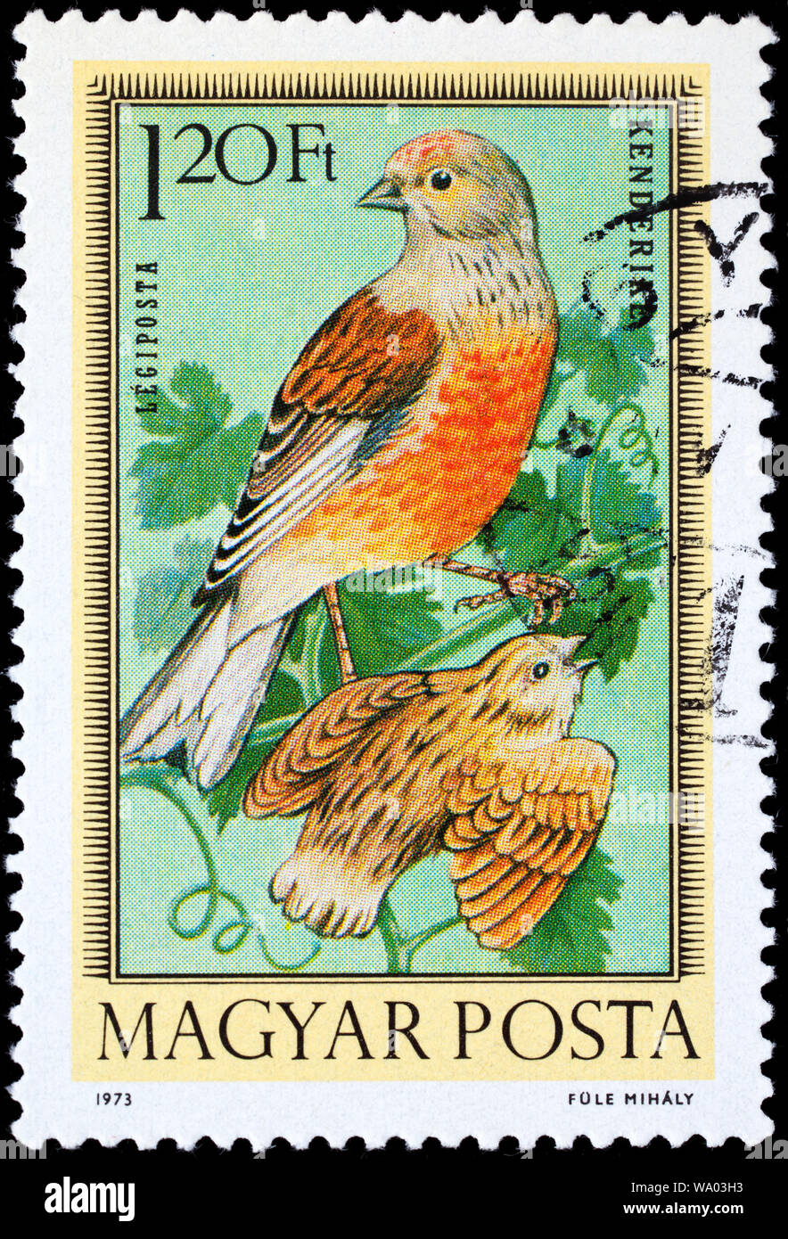 Common Linnet, Linaria cannabina, postage stamp, Hungary, 1973 Stock ...
