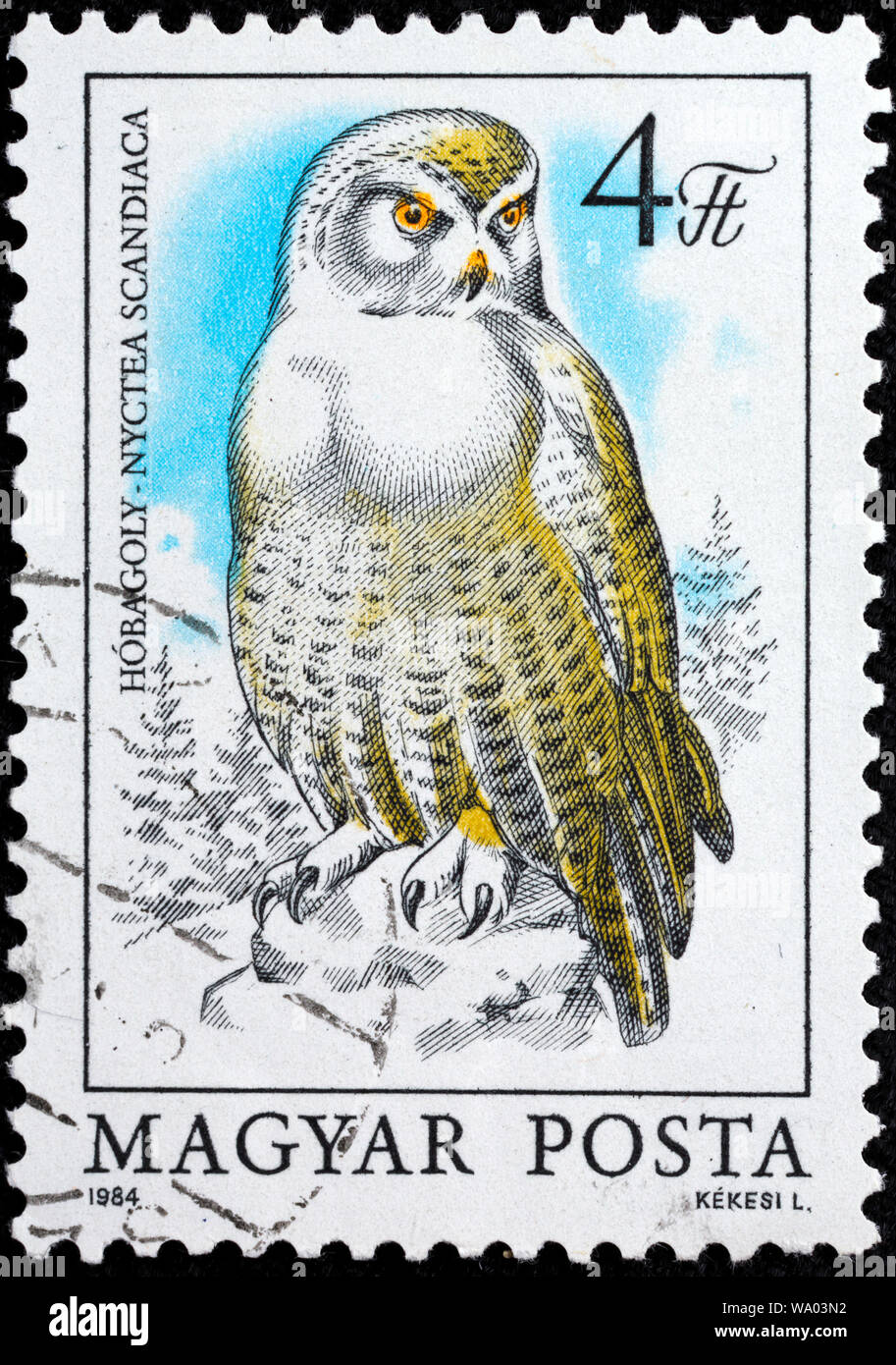 Snowy Owl, Bubo scandiacus, Strix scandiaca, Nyctea scandiaca, postage ...