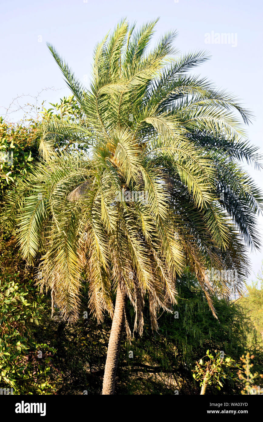 Date Palm Tree In India Stock Photo Alamy