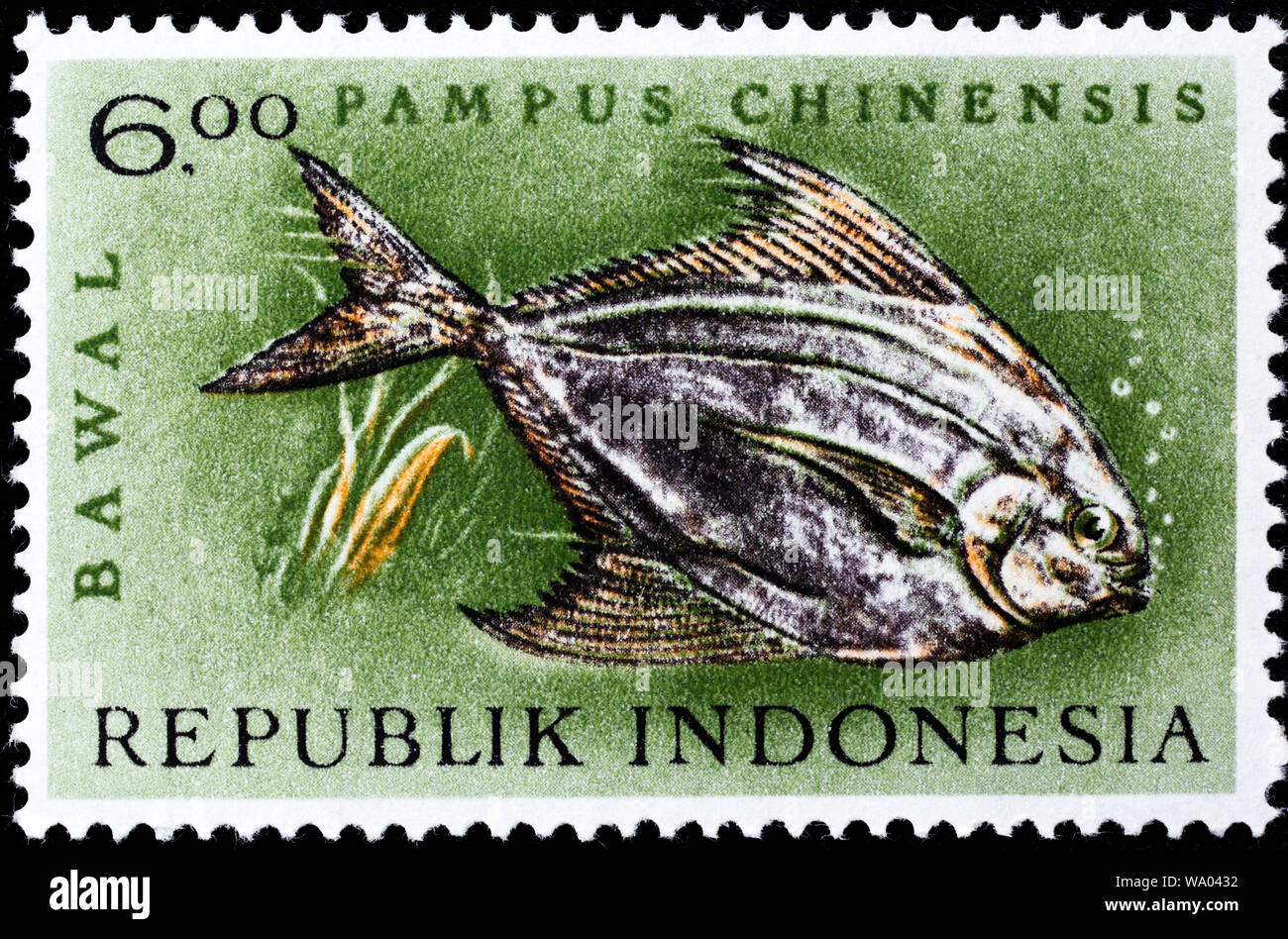 Pampus chinensis hi-res stock photography and images - Alamy