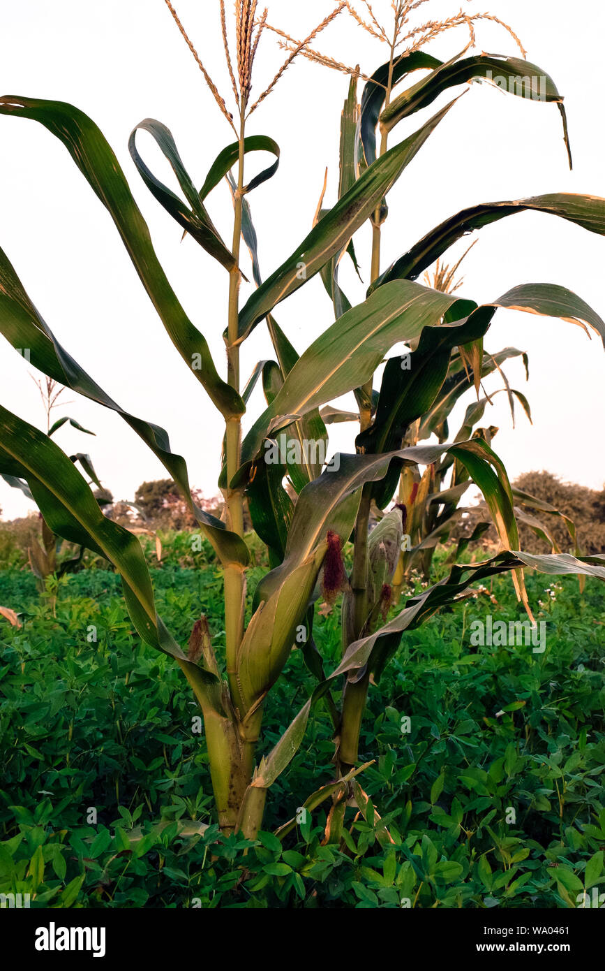 corn plants with greenery in field Stock Photo - Alamy