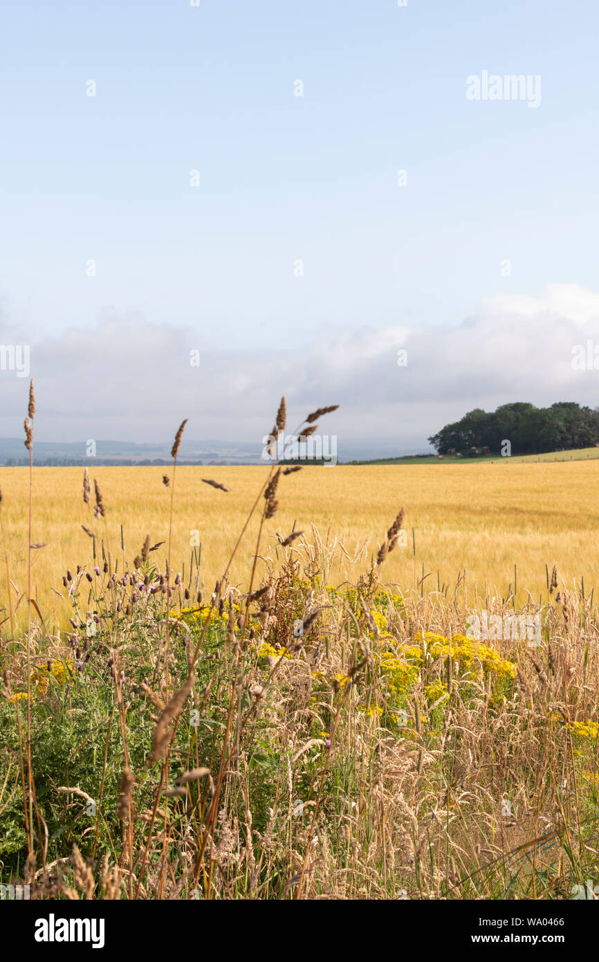Common field plant hi-res stock photography and images - Alamy