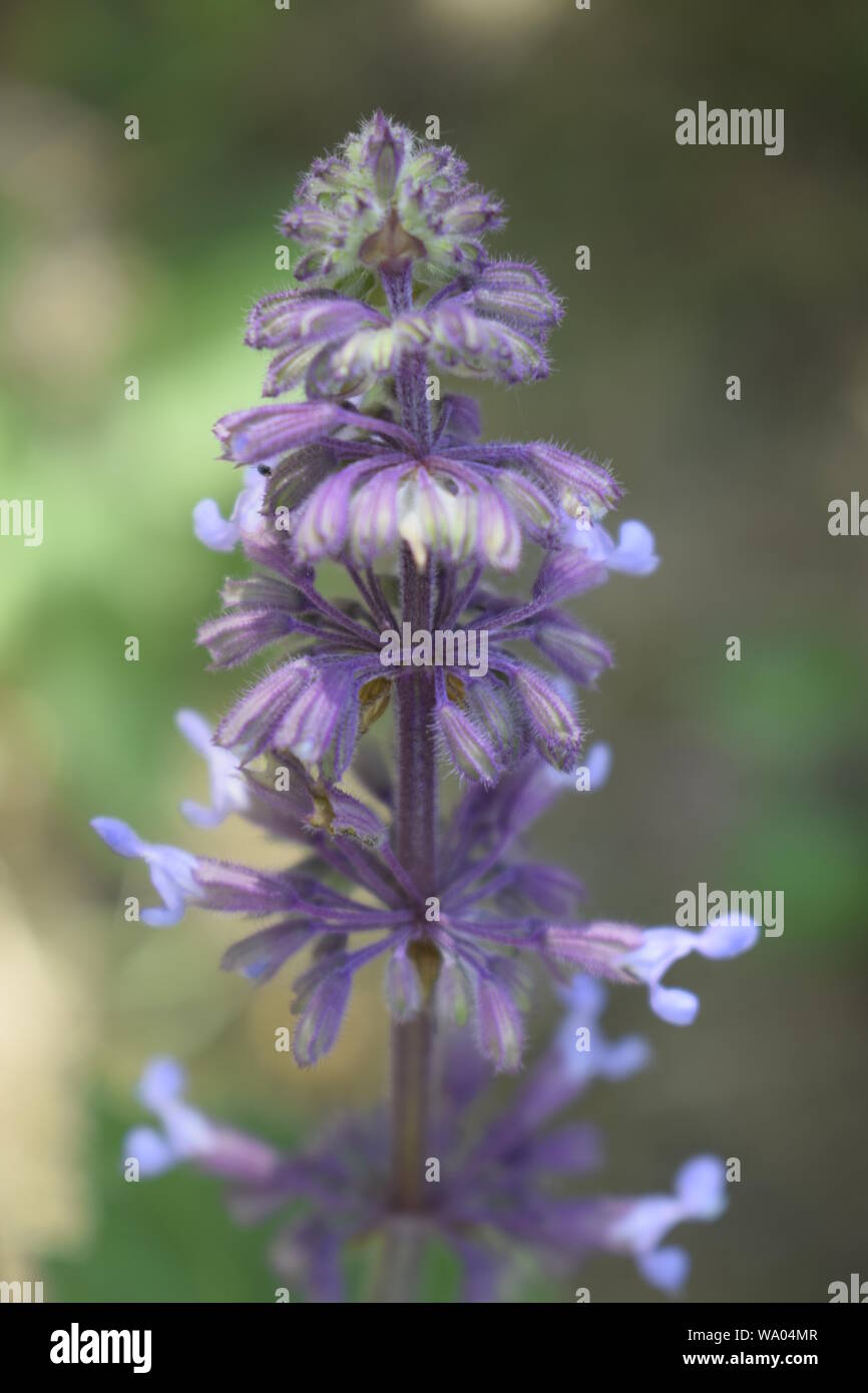 Blue flower Lupinus angustifolius. Wolf beans Stock Photo - Alamy