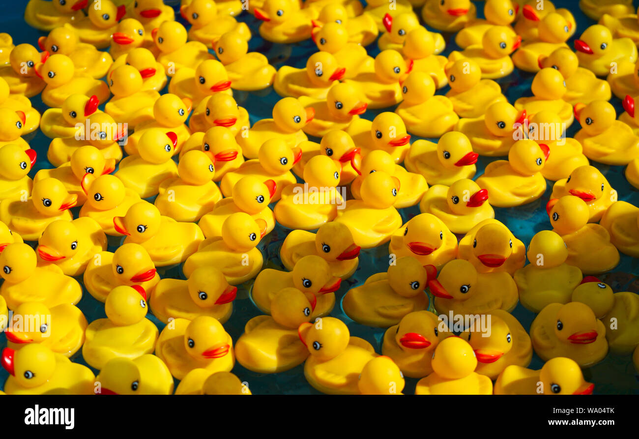 Pool ducks hi-res stock photography and images - Alamy