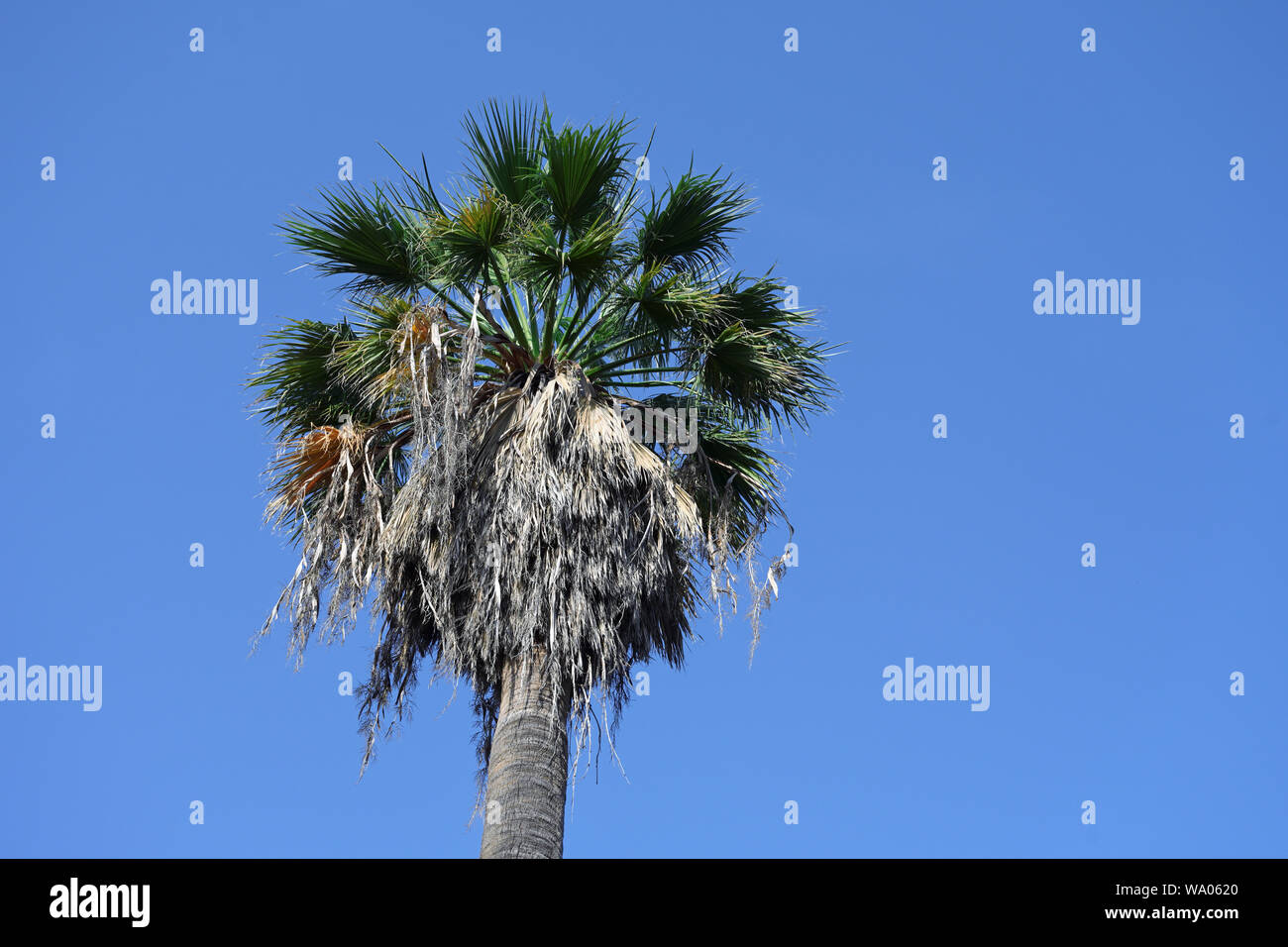 Tall fan palm tree (Washingtonia) against a blue sky, copy space Stock ...