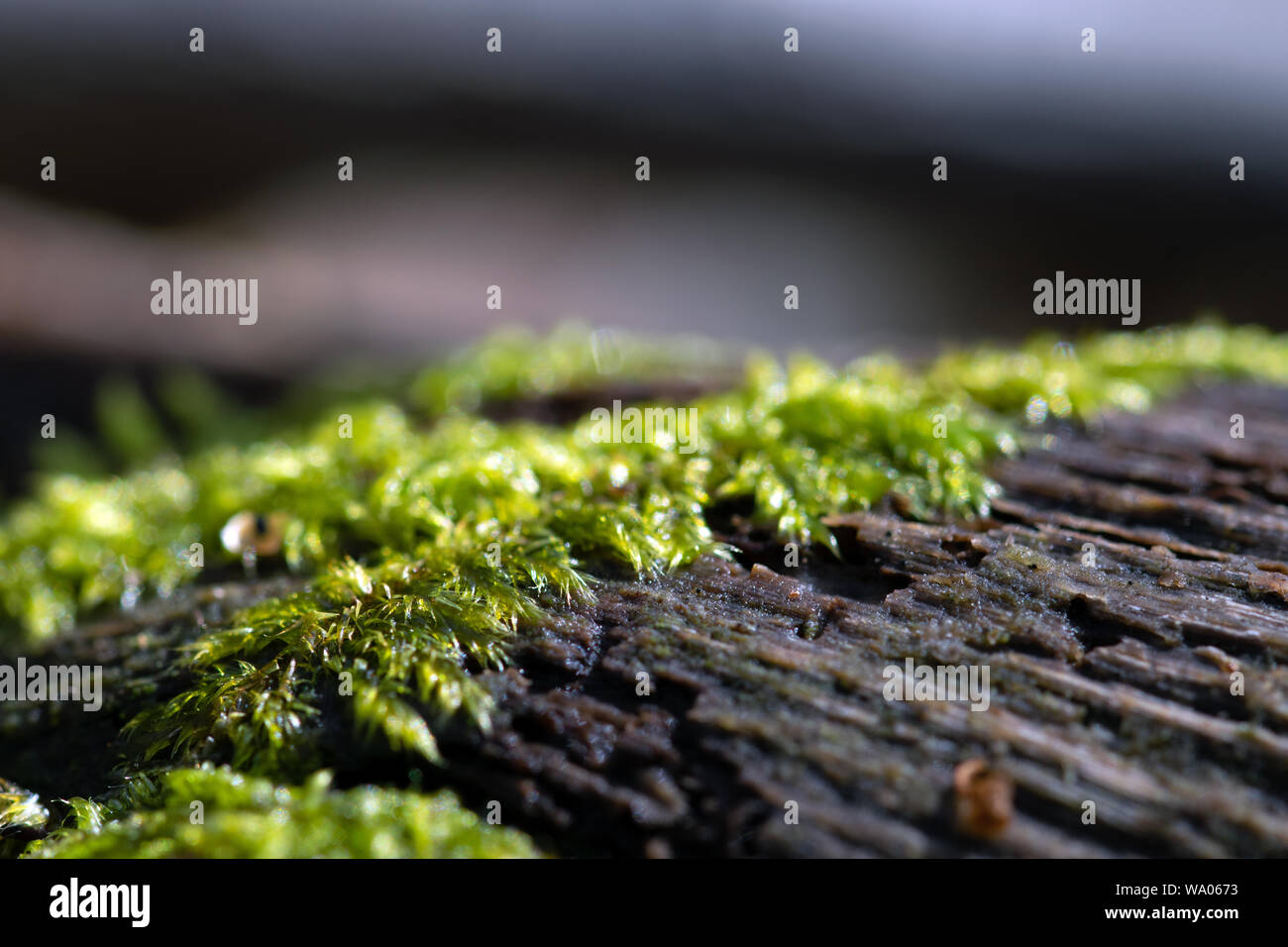 young moss on death wood Stock Photo - Alamy